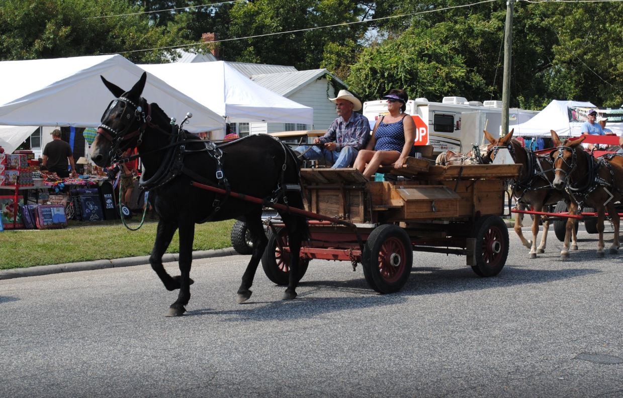 Mule Days Are Here Again | JoCo Report