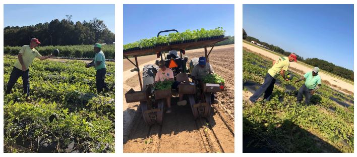 A Legacy Of Farming Fresh Fruits And Vegetables – JoCo Report