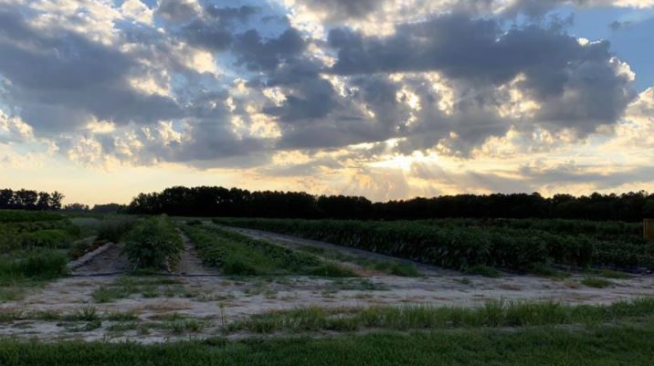 A Legacy Of Farming Fresh Fruits And Vegetables – JoCo Report