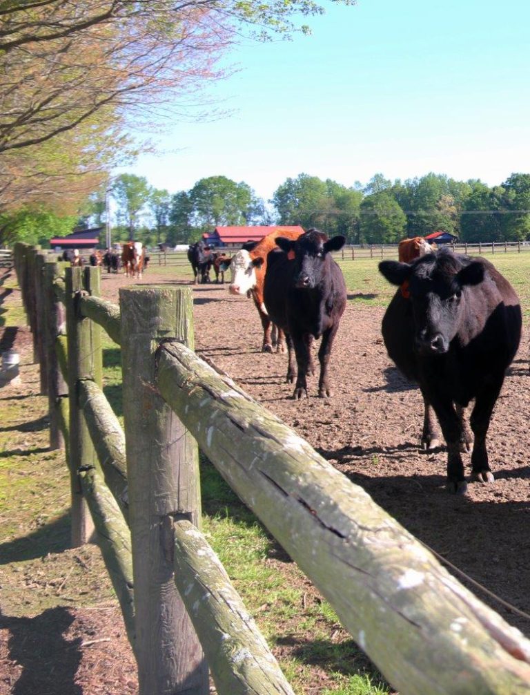 Smith Family Expanding Bigtime Cattle Operation In Small Town Turkey ...