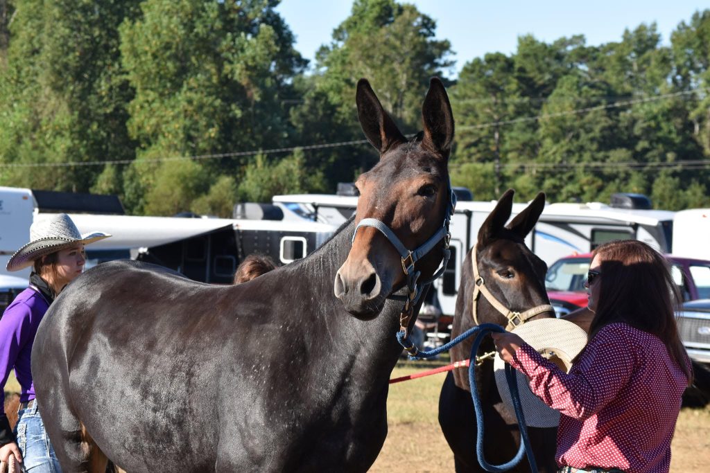 It’s Time For Benson’s Mule Days | JoCo Report