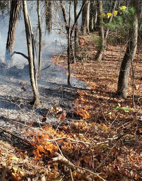 Prescribed fire | JoCo Report