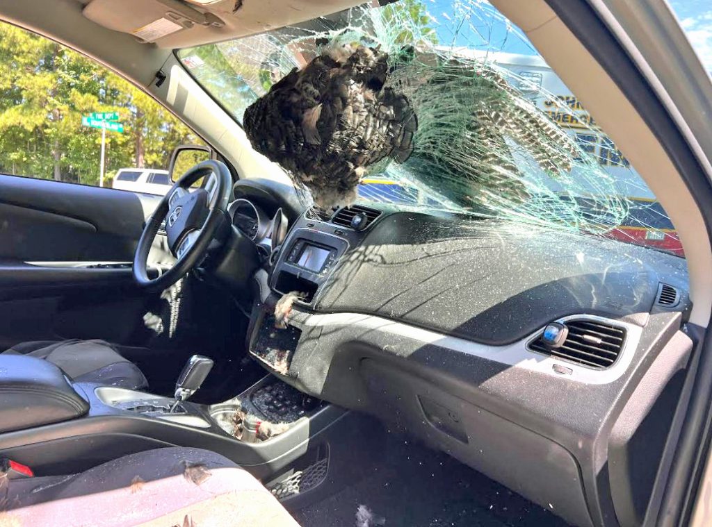 Bird Crashes Through Car Windshield – JoCo Report